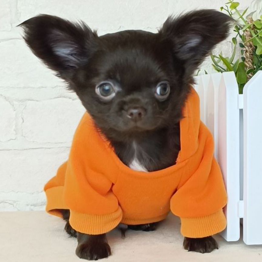 Чихуахуа мини шоколад