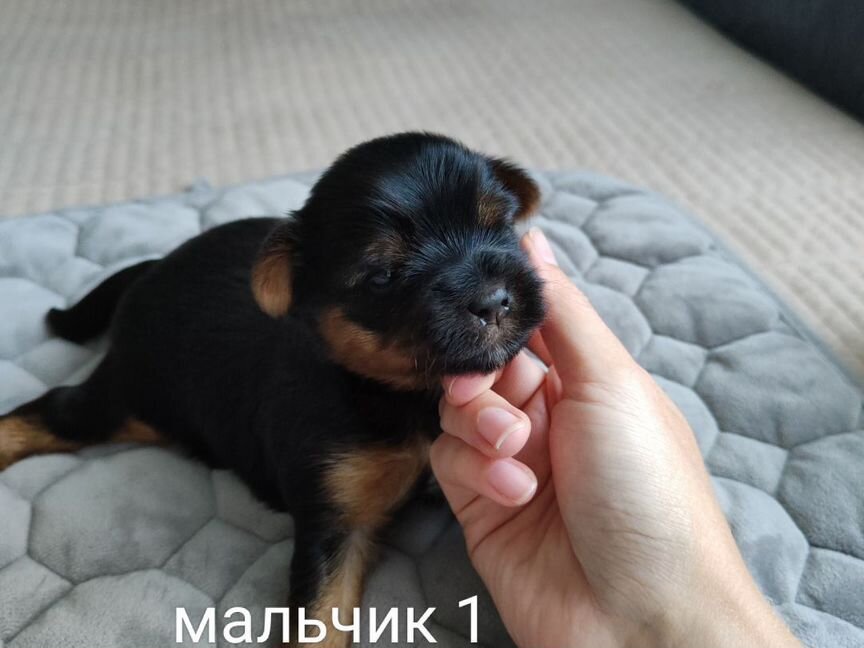 Йоркширский терьер щенки