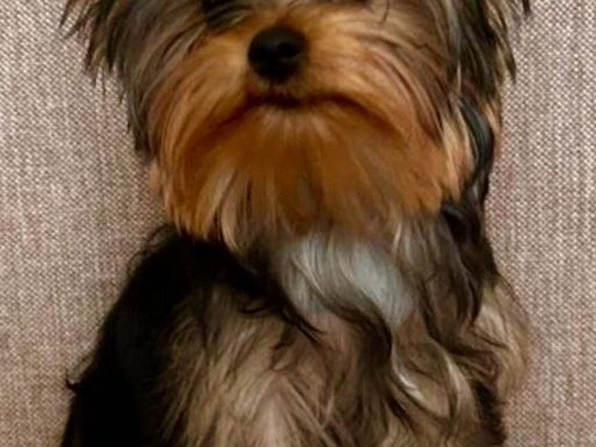 Малыш йоркширского терьера