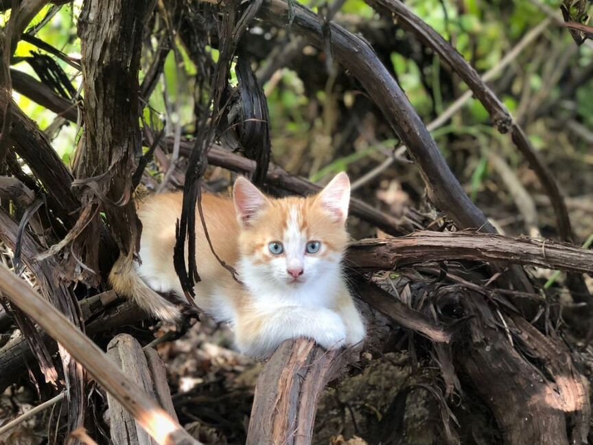 Котик очаровашка бесплатно