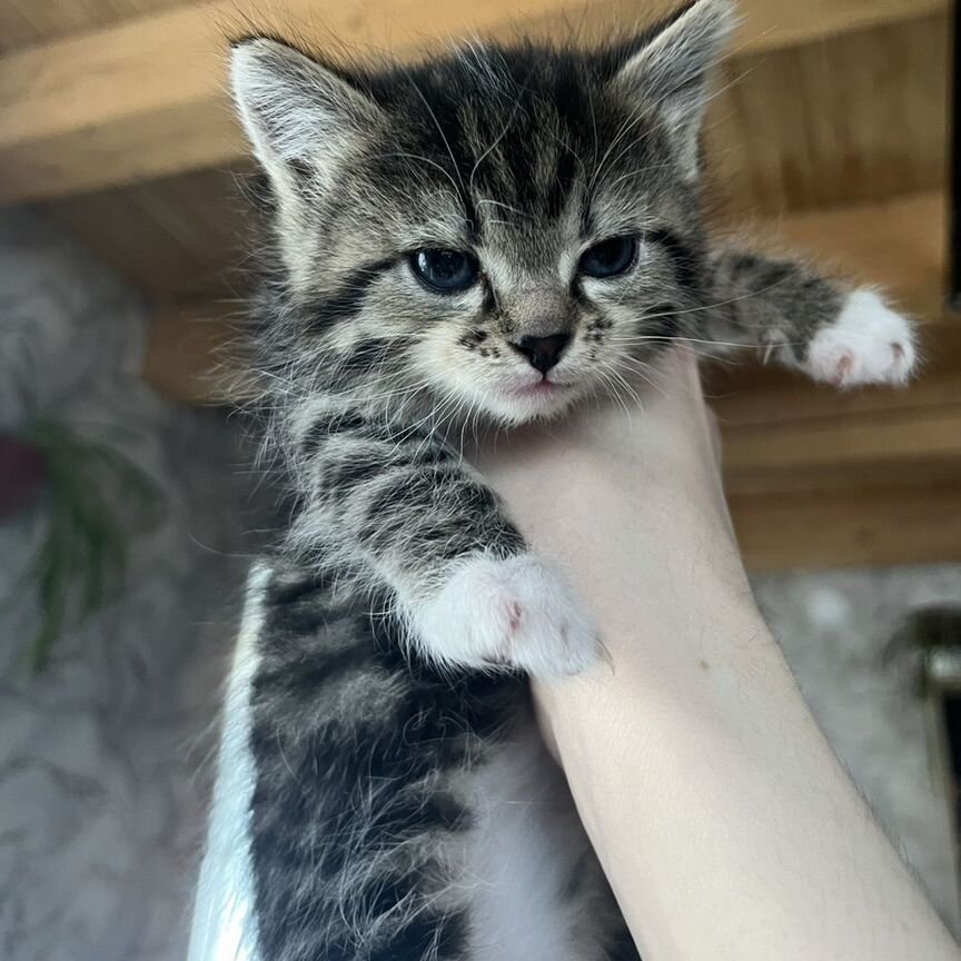 Котёнок в добрые руки