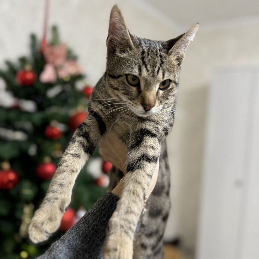 Отдам в добрые руки