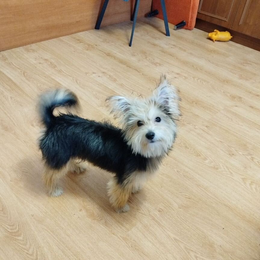 Щенок в добрые руки