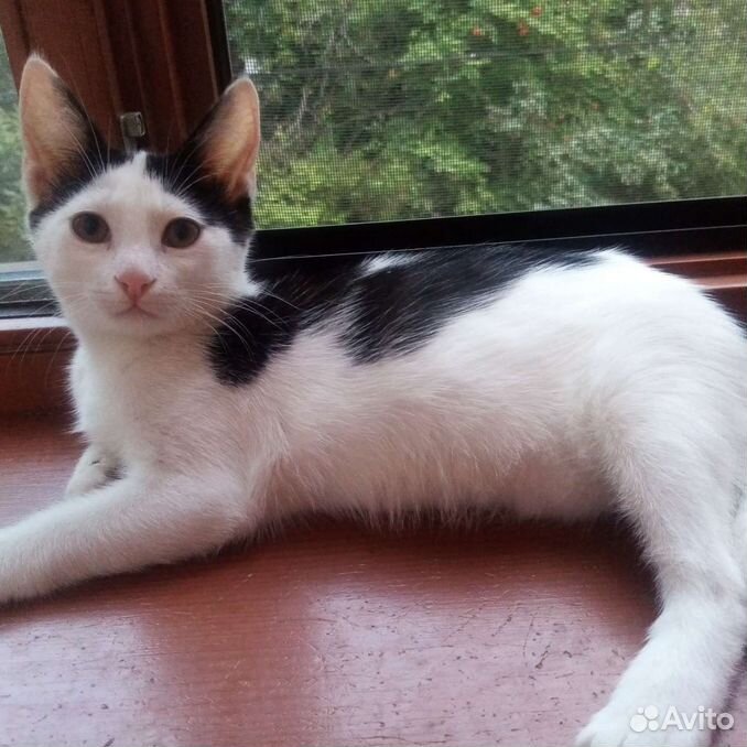 Малышка Фрося ищет дом