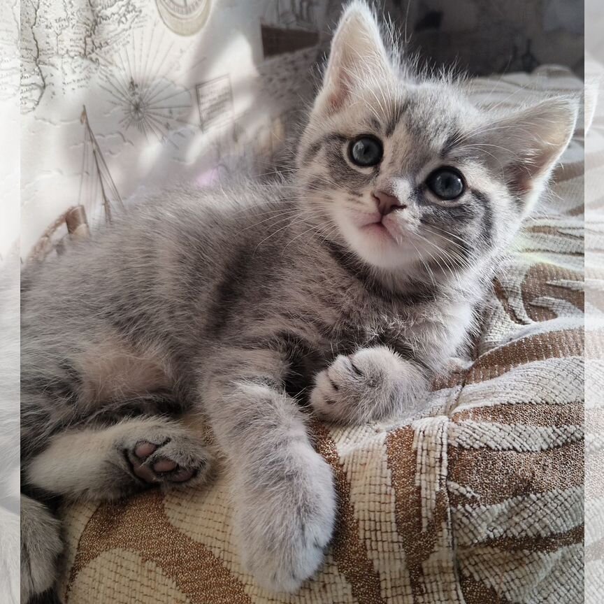 Шотландский прямоухий короткошёрстный котёнок