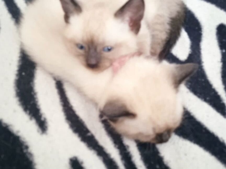 Тайская кошка в добрые руки