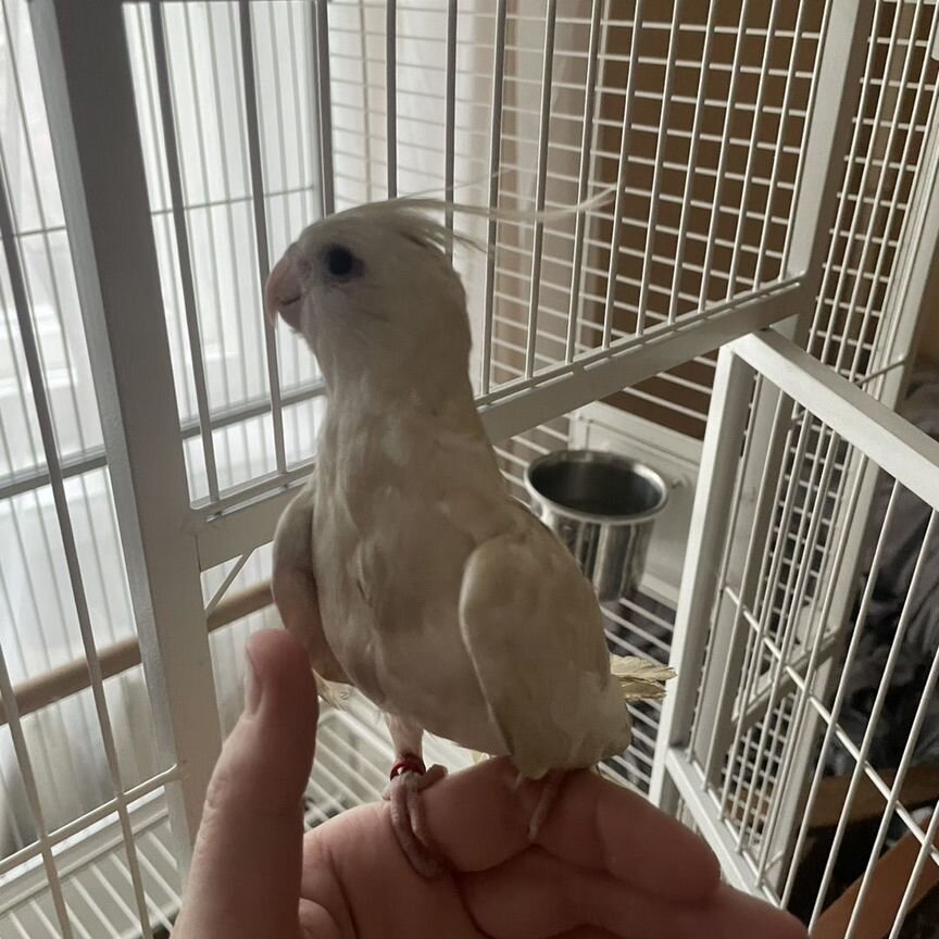 Корелла безщекий самец