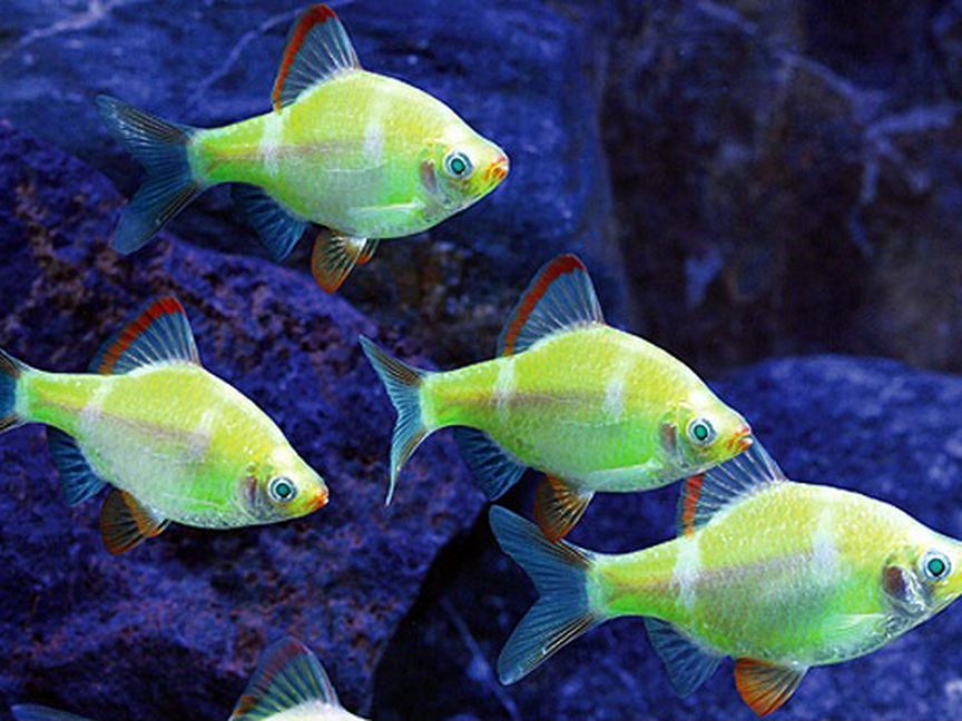 Барбус GLO fish