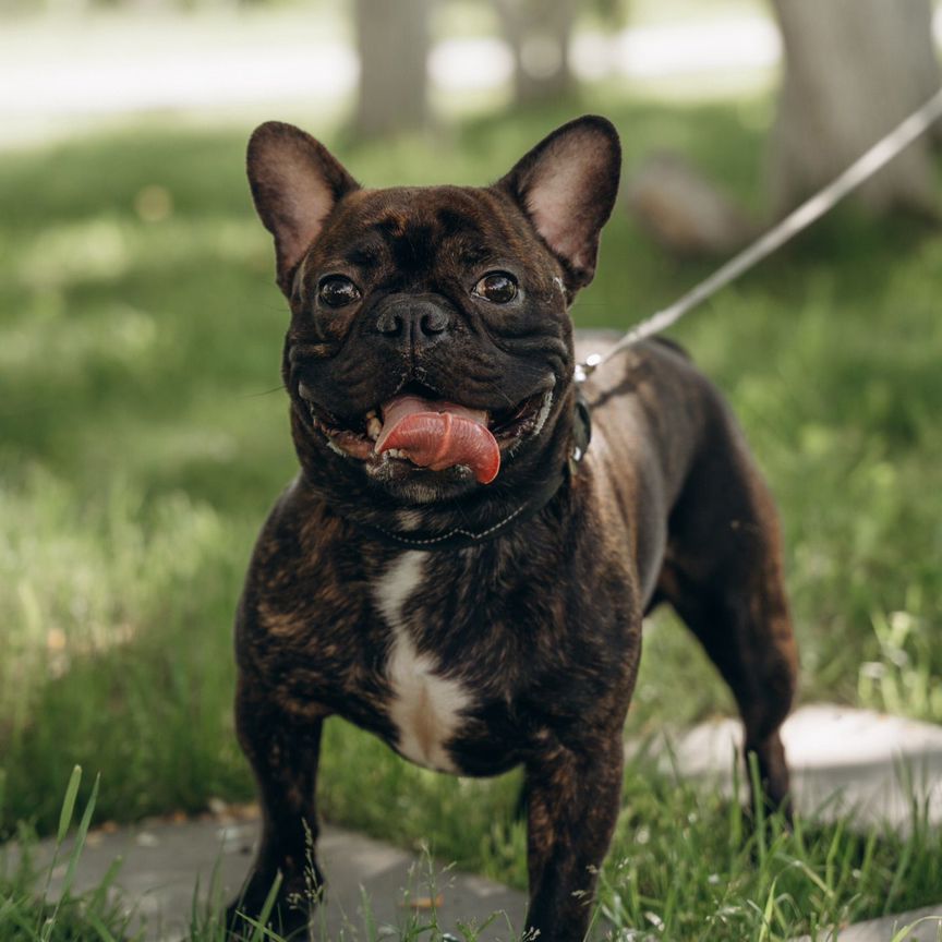 Французский бульдог, взрослая собака