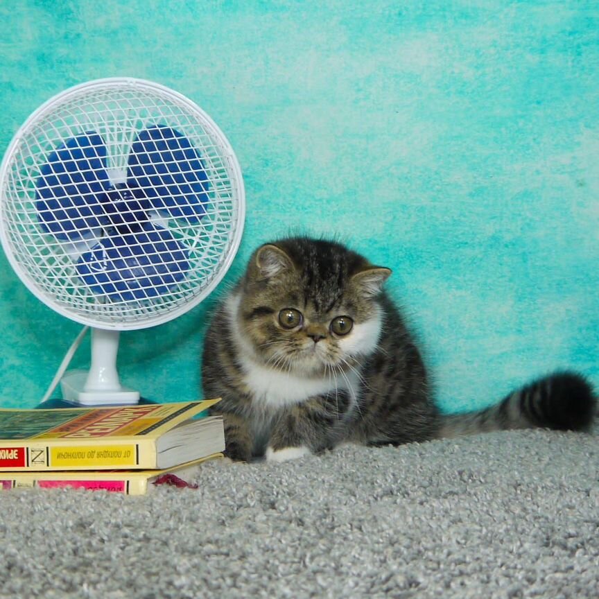 Мальчишка Экзотик