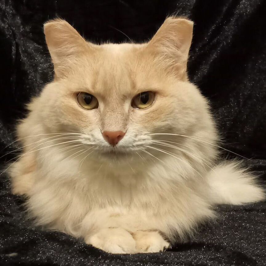 Кошки бесплатно