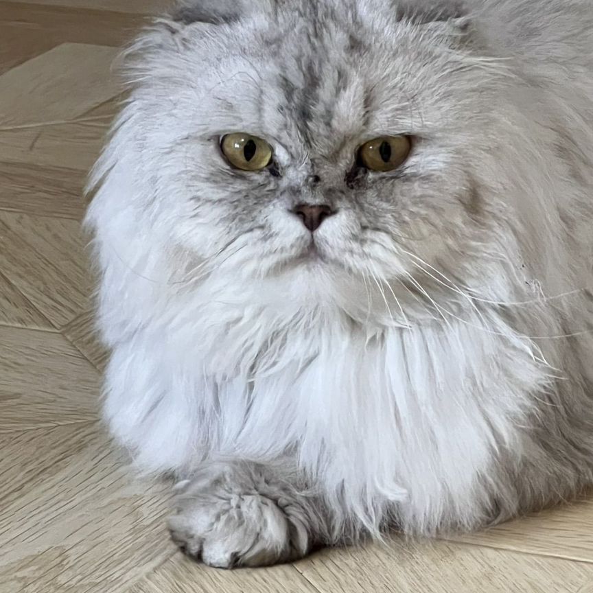 Кот пушистый вислоух