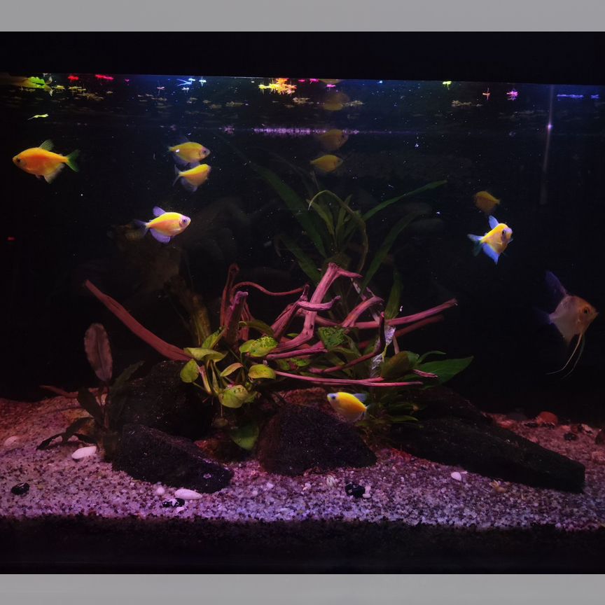 Аквариум 60 л со всем содержимым