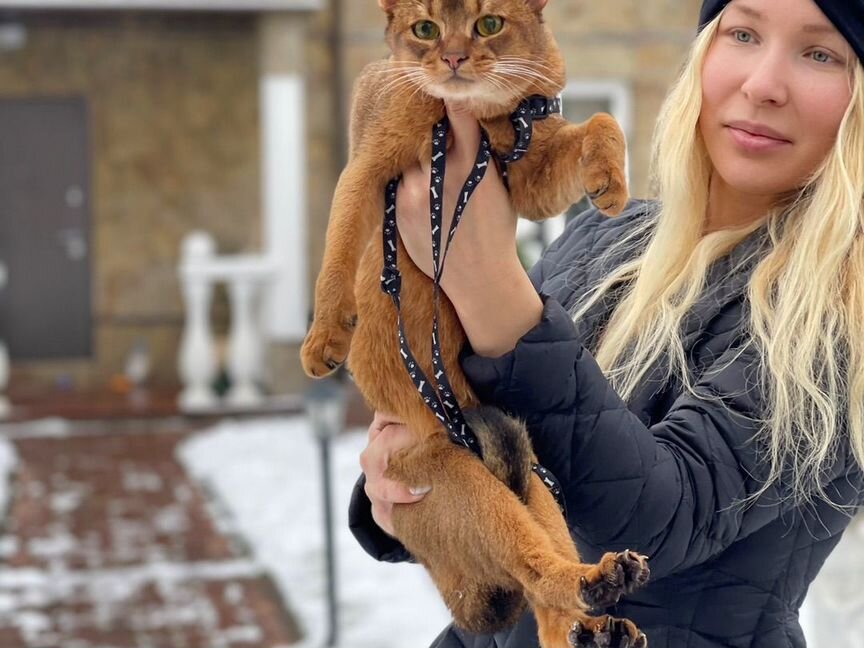 Кот абиссинский дикого окраса
