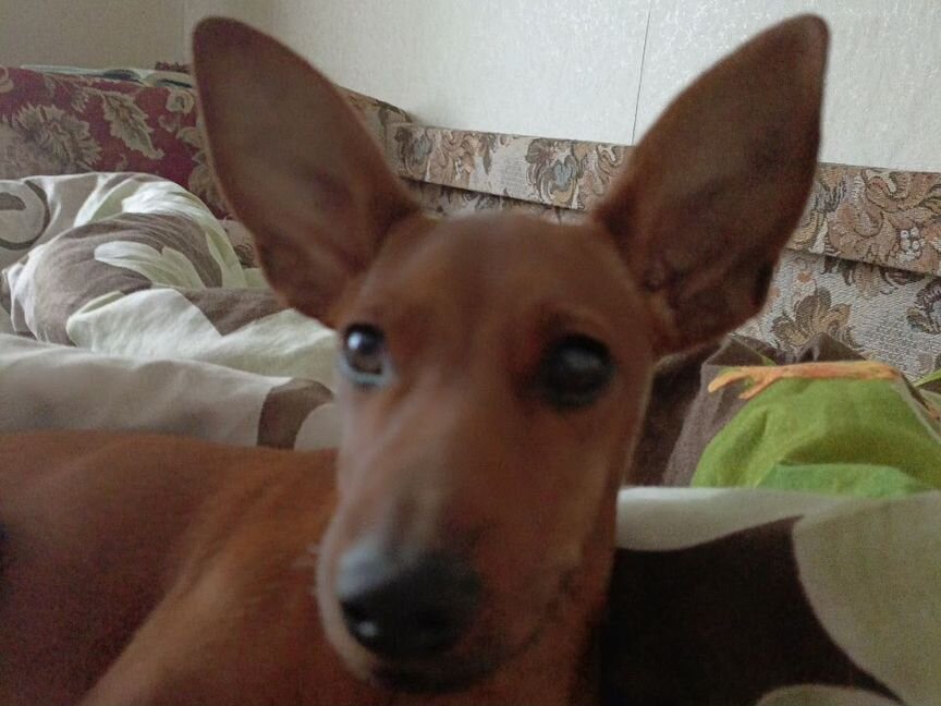 Цвергпинчер