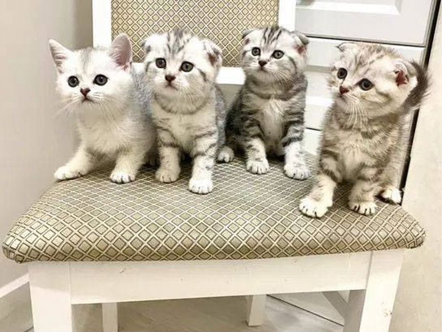 Котята