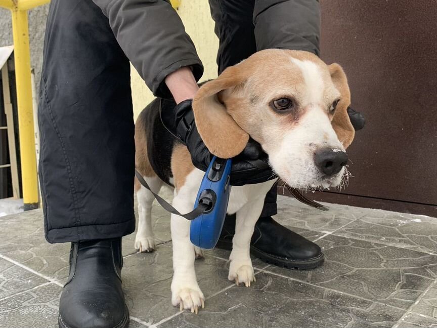 Найден бигль