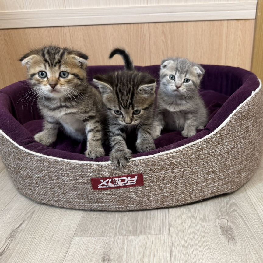 Продаю котят