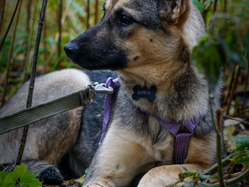 Щенок в добрые руки / бесплатно