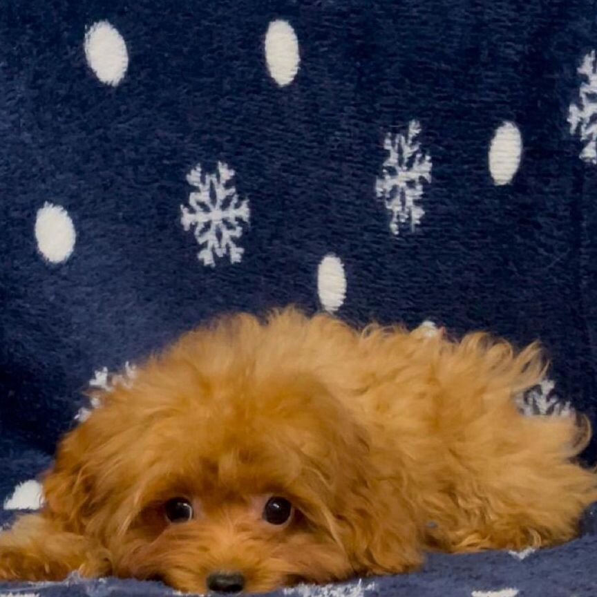 Щенок мальчик Кавапу