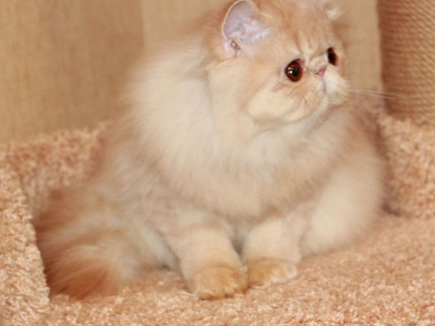 Персидский кот