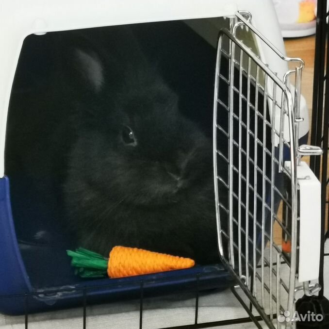 Декоративный кролик мини