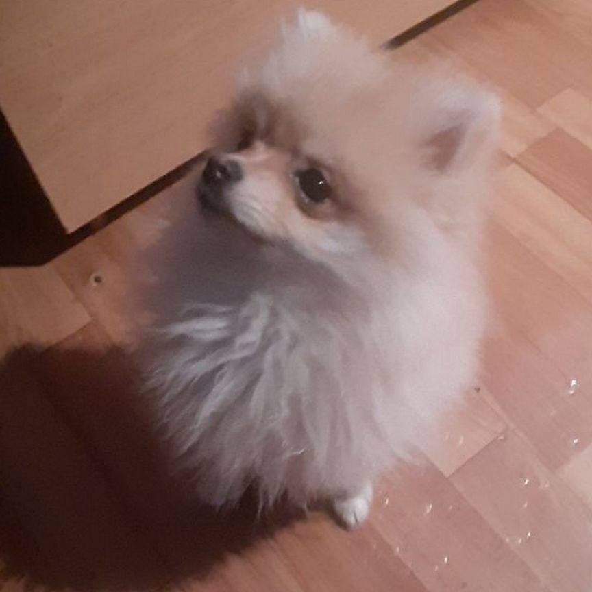 Немецкий шпиц, щенок