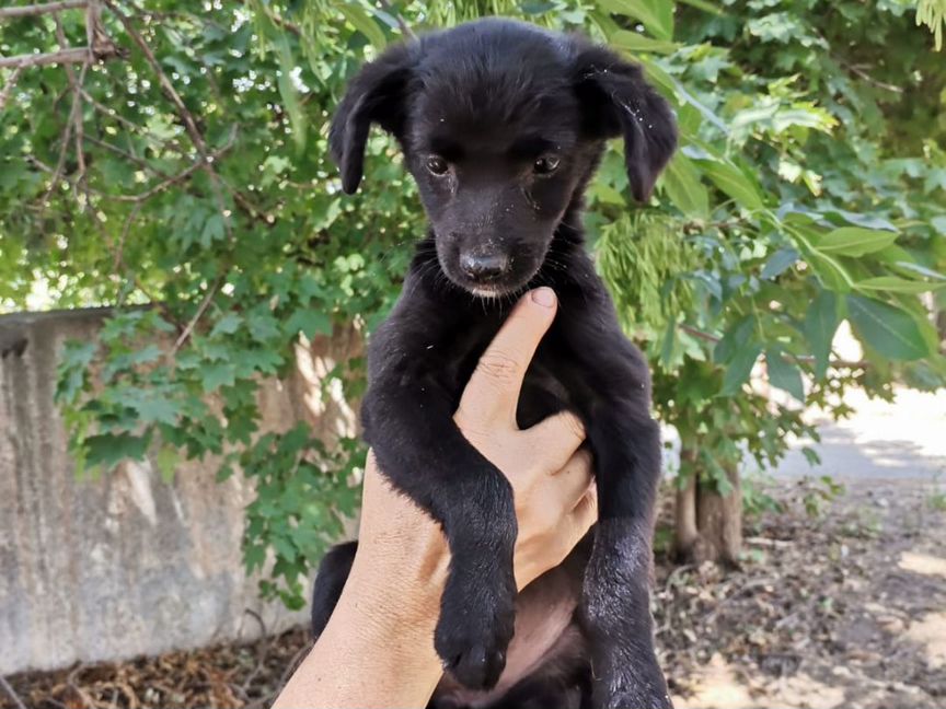 Щенки в добрые руки