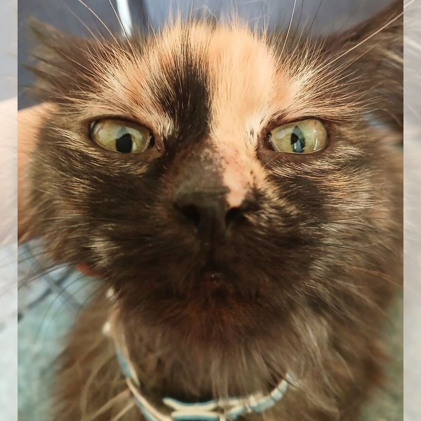 Кошка редчайшего окраса в добрые руки