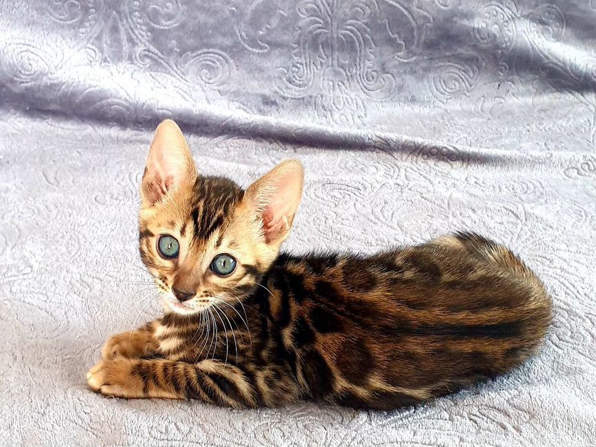 Клубные Бенгальские котята