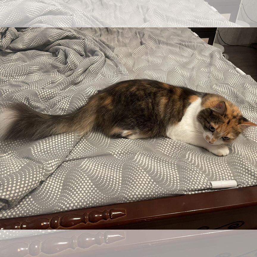Ласковая кошка котенок в добрые руки