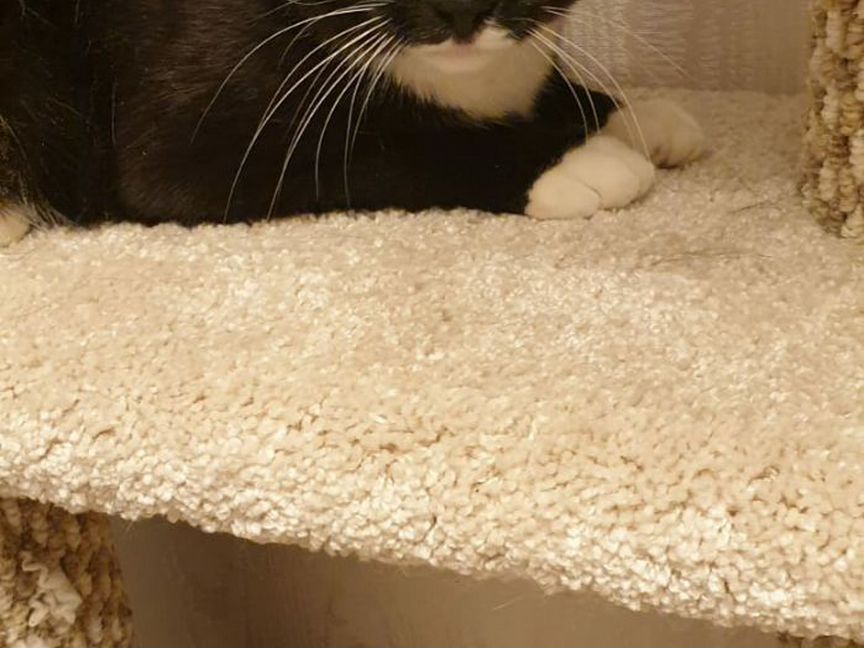Молоденький котик