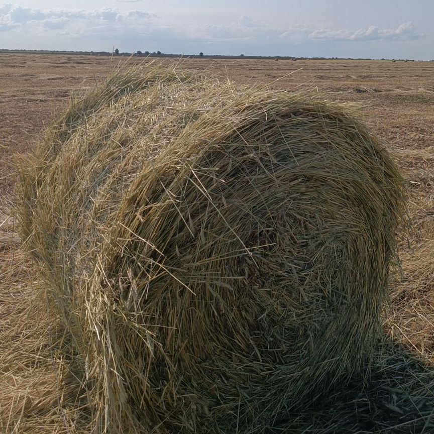 Сено в рулонах 145 самовывоз