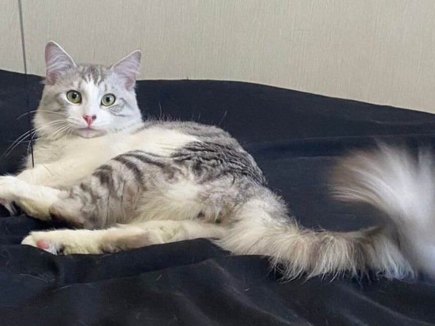 Котики бесплатно в добрые руки