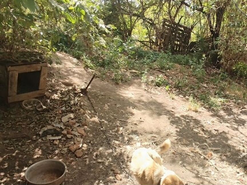 2 дворняжки охранять двор, бесплатно