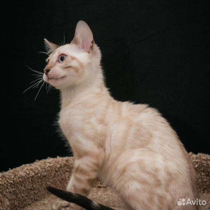 Бенгальская кошка линкс