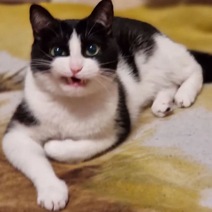 Взрослый кот в добрые руки