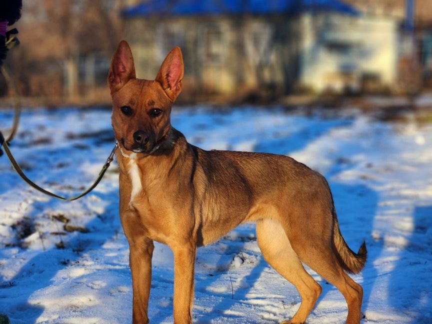 Собака Стеша в добрые руки