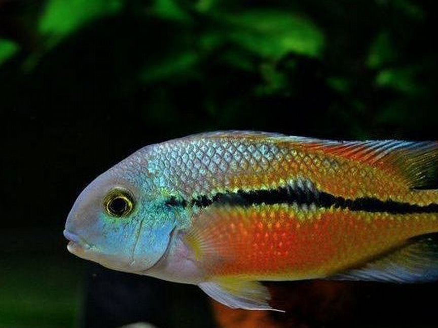 Никарагуанская цихлазома