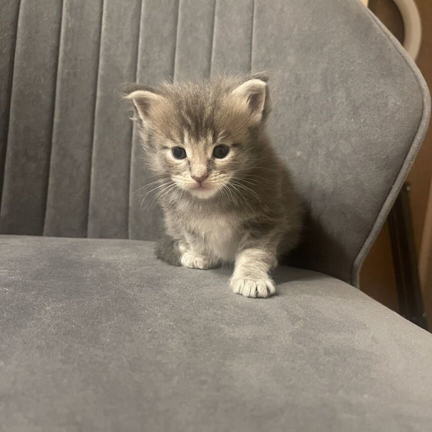 Мейн-кун котёнок