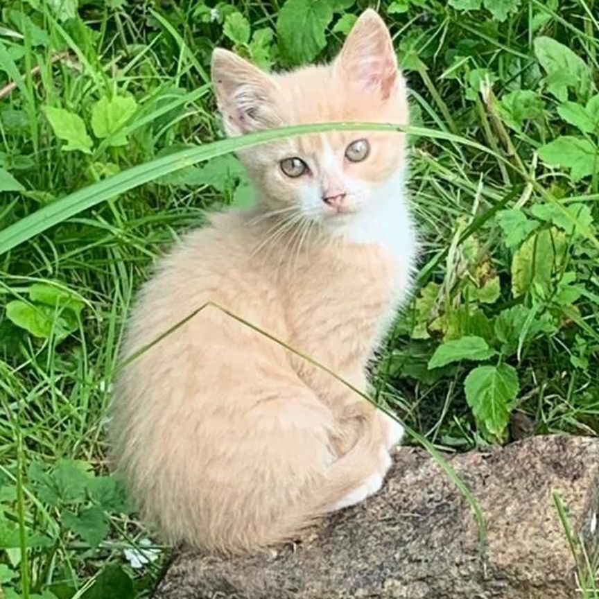 Котята в добрые руки бесплатно