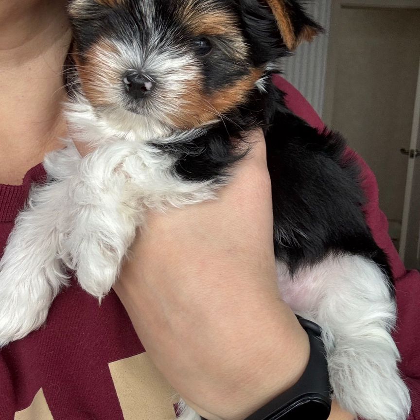 Щенки бивер