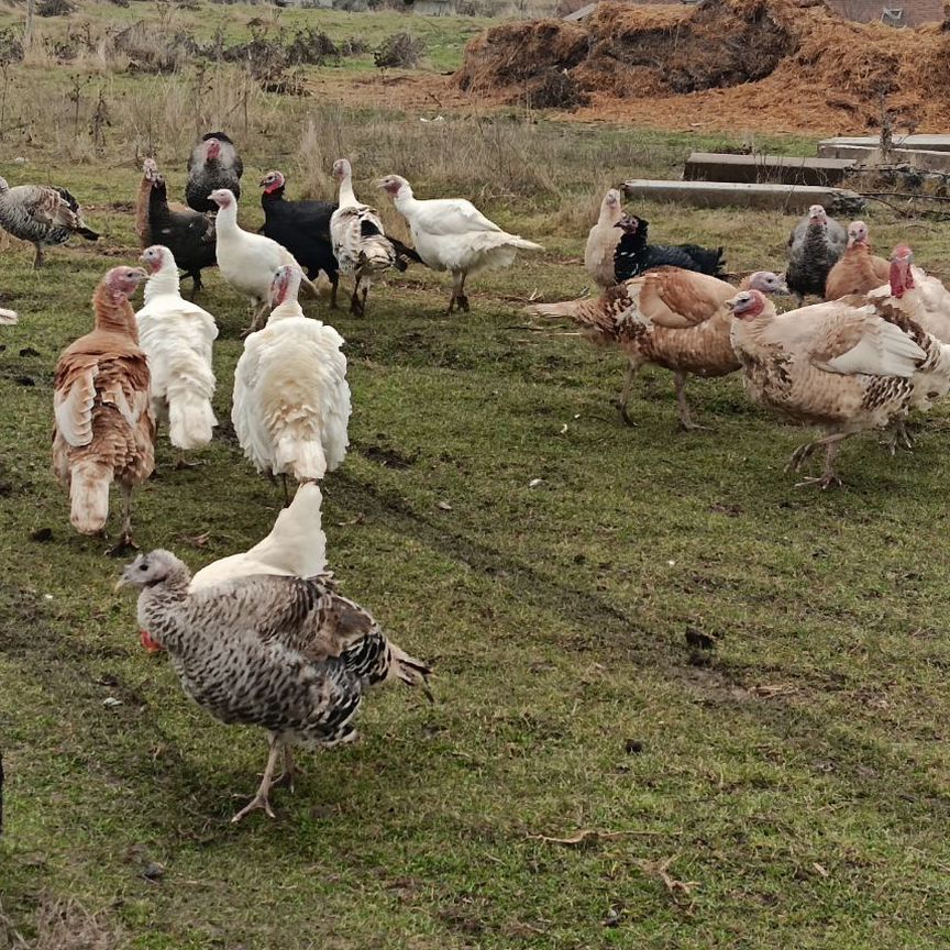 Индюки степные, домашние на племя и на мясо