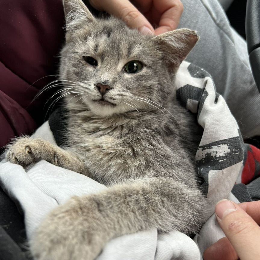 Котенок ищет дом