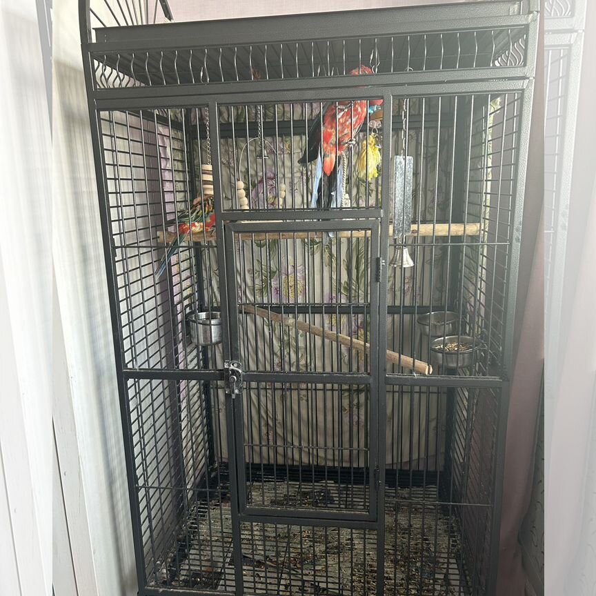 Попугай Розелла (девочка и мальчик) с клеткой