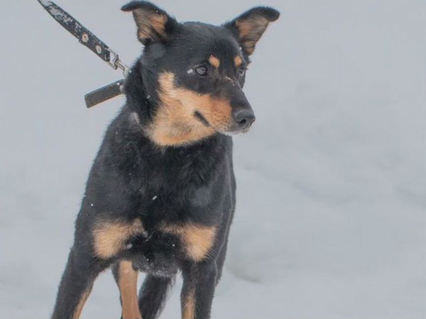 Дудочка ждёт своего человека в приюте