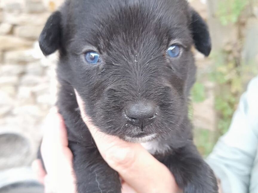Маленькая собака в добрые руки Помогите