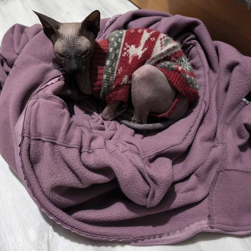 Канадский сфинкс, взрослый кот