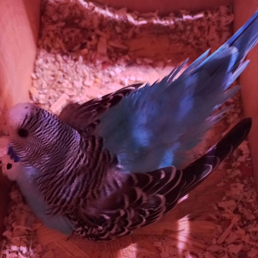 Волнистый попугай девочка