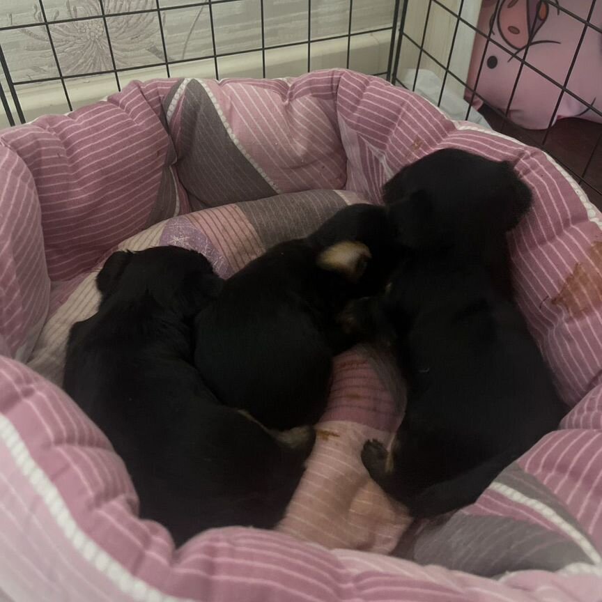 Йоркширский терьер щенки